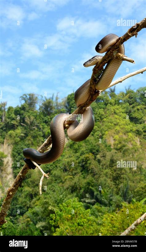 Dalbertis Python Leiopython Albertisii Banque De Photographies Et D