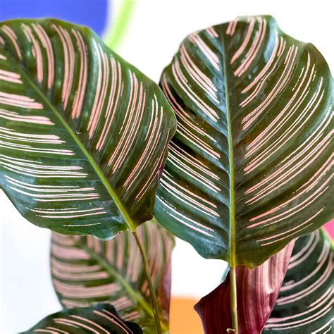 Pink Pinstripe Plant Calathea Ornata ‘sanderiana Sprouts Of Bristol