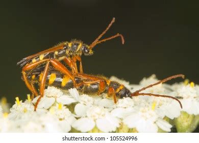 Longhorn Beetles Mating Closeup Stenopterus Flavicornis Stock Photo Shutterstock