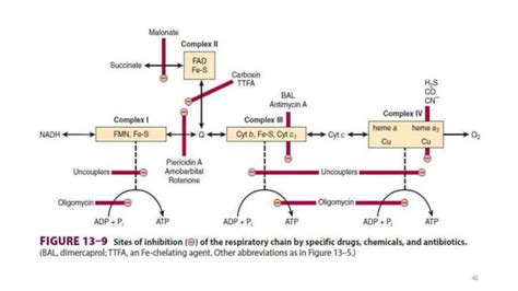 Etc And Oxidative Phosphorylation Pptx