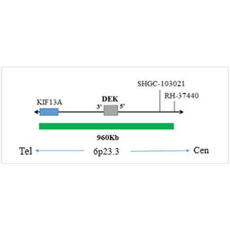 Montreal Biotech Deknup214 Gene Fusion Detection Probe Deknup214