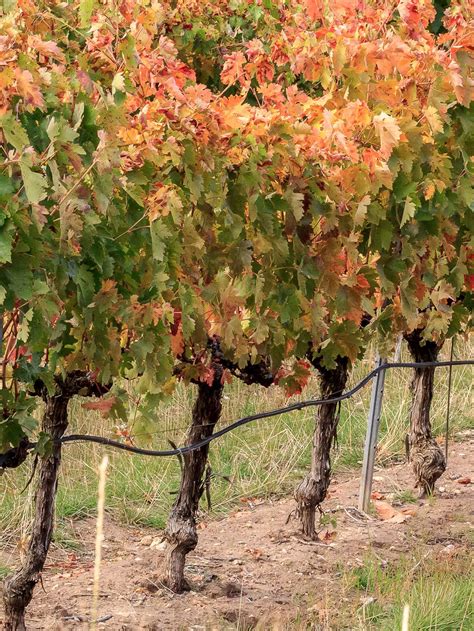 Vino Joven Roble Pagos De Peñafiel