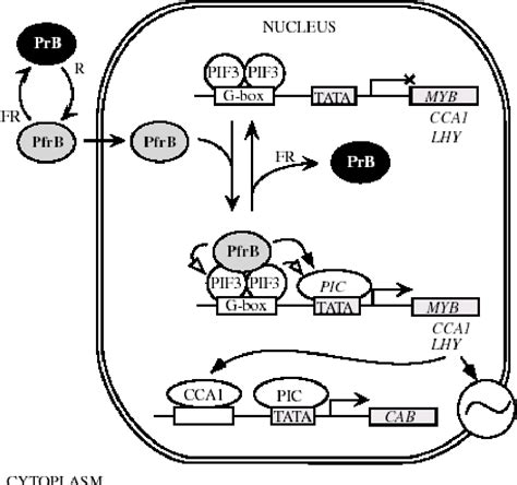 Figure 1 From Two Wavelength High Intensity Irradiation For Effective