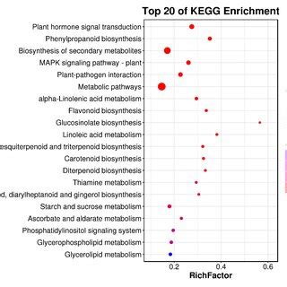 Bubble Plot Of Differential Genes Enrichment For G Vs R Cultivars The Download Scientific