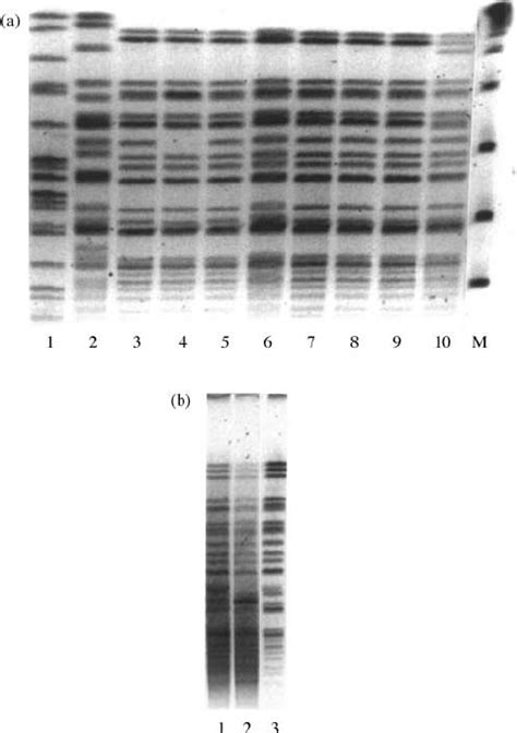 Pfge Of Genomic Dna From Representative A Baumannii Isolates Download Scientific Diagram