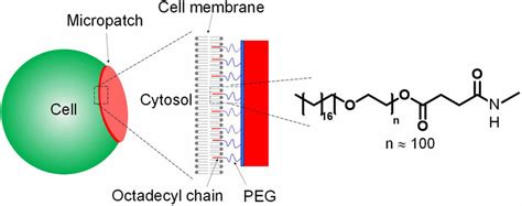 Schematic Of Conjugating A Micropatch To A Living Cell Via The
