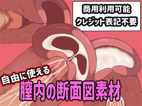 【50 Off】【自由に使える素材】膣内の断面図素材 [ストロンスタジオ] Dlsite 同人 R18