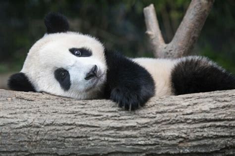 블라인드 블라블라 판다 Vs 코알라 뭐가 더 귀여움