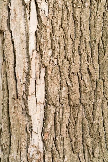 Premium Photo Tree Bark Background Texture