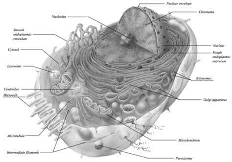 A P Lab Midterm Flashcards Quizlet