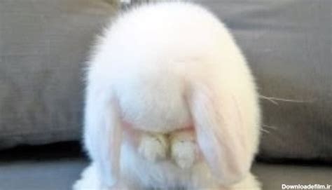 عکس زشت ترین خرگوش