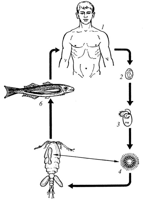 Широкий лентец жизненный цикл схема