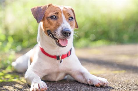행복한 즐겁고 장난 잭 러셀 개 휴식과 여름 휴가 휴가에 공원 야외 와 외부에서 Gress 정원에 휴식 0명에 대한 스톡 사진 및 기타 이미지 Istock