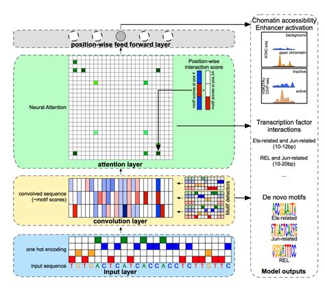 Github Jenhantaogenomicgrammar Neural Networks And Algorithms For Identifying A Genomic Grammar