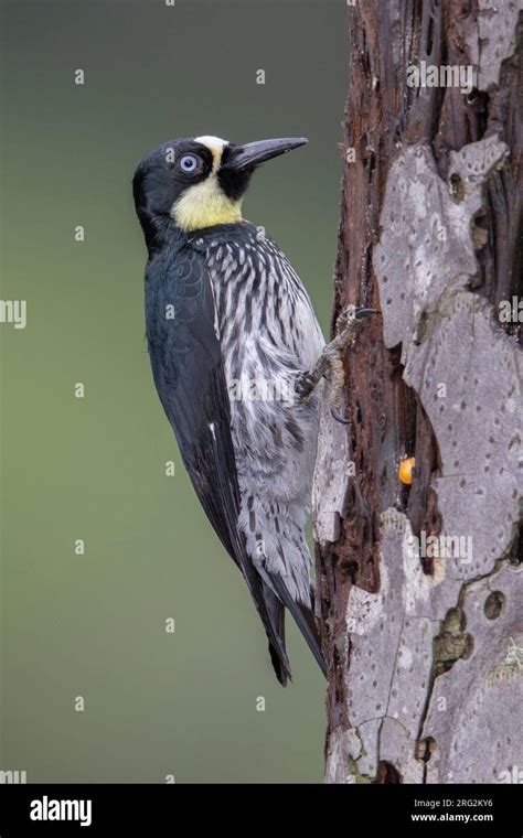 Female Acorn Woodpecker Acorn Woodpecker Female Melanerpes