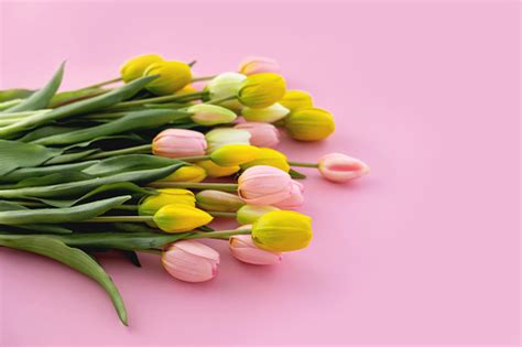 분홍색 배경에 고립 된 다채로운 튤립과 선물 상자의 꽃다발 봄 꽃 생일 여자 어머니의 날 발렌타인 데이를위한 인사말 카드 플랫 레이 공간을 복사합니다 0명에 대한 스톡 사진