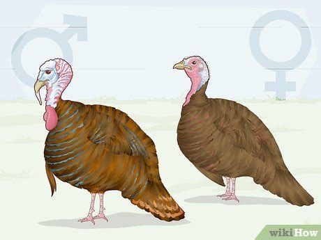 How To Sex Turkeys 10 Different Physical Signs Identifiers