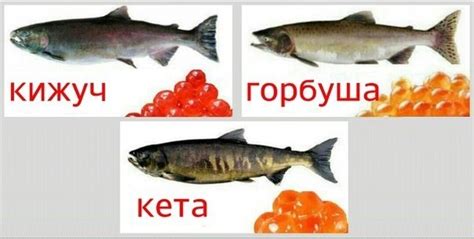 Какая рыба вкуснее и полезней Кижуч кета или горбуша что выбрать