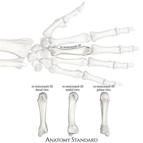 3rd Metacarpal Bone 인체 해부학 손