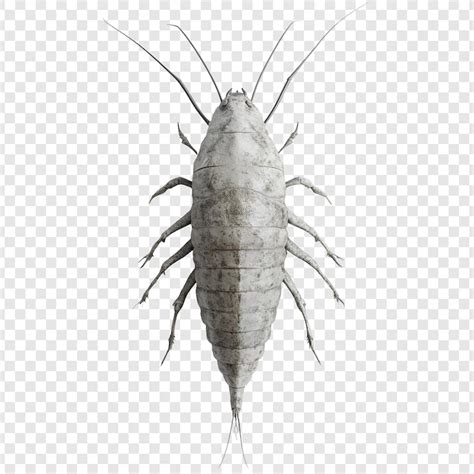 Roach Texture Psd High Quality Free Psd Templates For Download Freepik