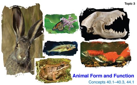 Biol 1030 Topic 3 This Course Is Bio1030 Lectures And Lab
