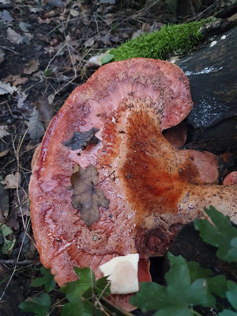 What Is The Class Rank Reporting On Common App Ap Pgecet