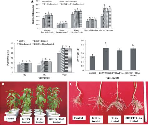 Plant Growth Promotional Activity Of Selected Trichoderma Isolates Download Scientific Diagram