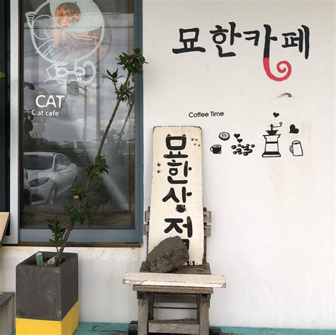 고양이를 좋아한다면 😽😻😸 묘한상점 묘한카페 꼭 가야겠죠 사계절팟타이 4seasons Padthai