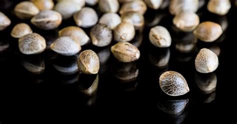 How To Make Feminized Seeds Easy Step By Step Guide