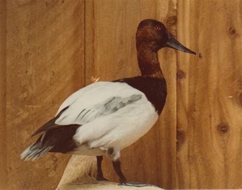 Canvasback Duck Barr Taxidermy