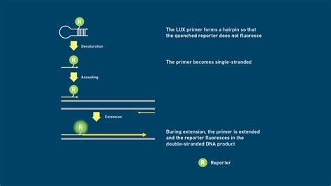 QPCR Analysis How A QPCR Machine Works And QPCR Protocol Technology Networks