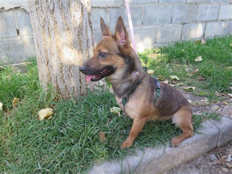 Pixie Spanish Stray Dogs