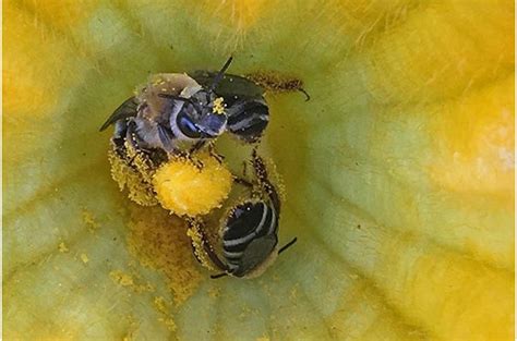 Pollination Services Penn State Extension