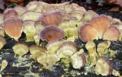Trichaptum Biforme The Ultimate Mushroom Guide