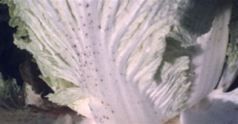 김치에 깨 뿌린 줄 배추에 나타난 검은 점 먹어도 될까