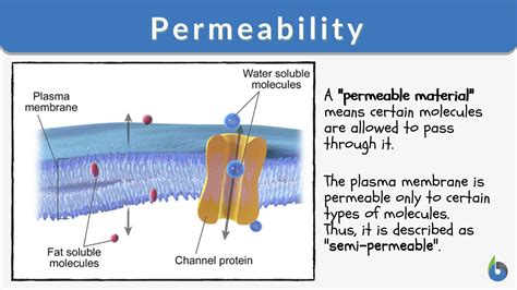 Permeability Meaning And Definitions Nlnp