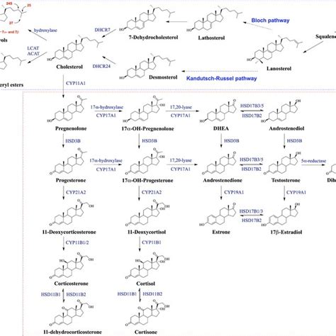 Pdf Metabolic Profiling Of Cholesterol And Sex Steroid Hormones To
