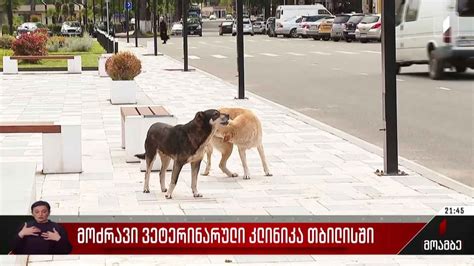 მოძრავი ვეტერინარული კლინიკა თბილისში Youtube