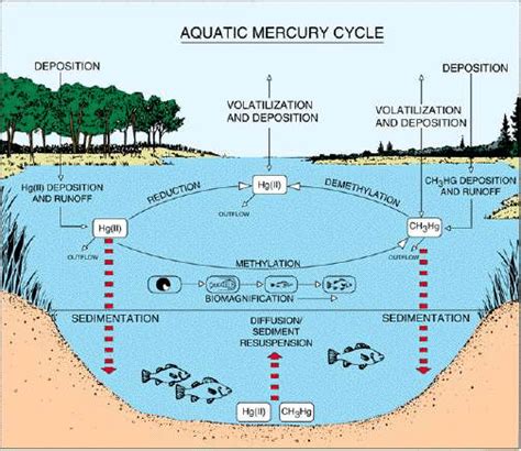 Mercury Cycling Pathways In Aquatic Environments Are Very Complex Download Scientific Diagram
