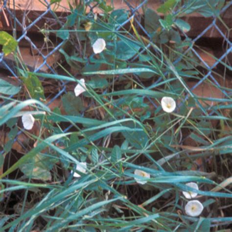 Field Bindweed Herbicide Control At Odessa Francis Blog