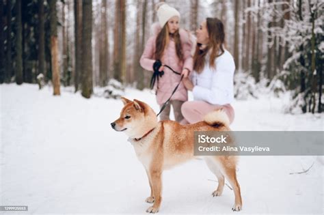 행복한 가족 젊은 어머니와 분홍색 따뜻한 아웃웨어에 작은 귀여운 소녀는 야외에서 눈 덮인 흰색 추운 겨울 숲에서 붉은 시바 이누 개와 함께 즐거운 시간을 보내고 있습니다