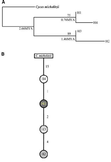 A Maximum Likelihood Ml Tree Of Cpdna Haplotypes Bootstrap Values