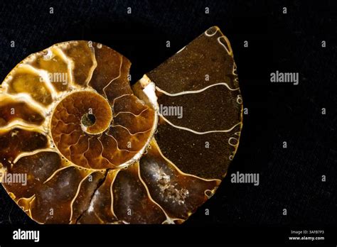 Close Up Of Halve Of An Ammonite Fossil Showing Its Tight Spiral Pattern And The Different Gas Close Up Of Halve Of An Ammonite Fossil Showing Its Tight Spiral Pattern And The Different Gas