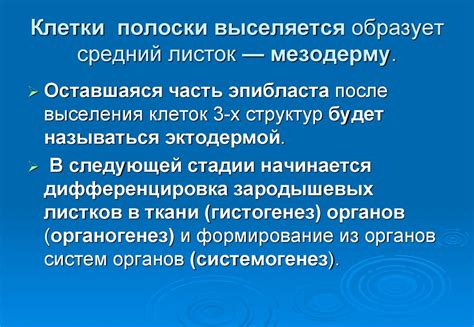 Эмбриональный период развития плода презентация онлайн