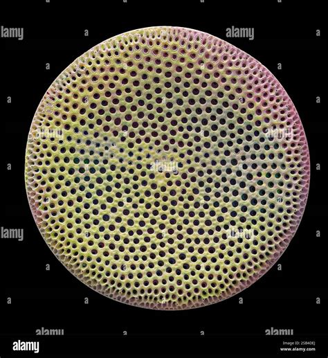 Diatom Coloured Scanning Electron Micrograph Sem Of A Centric Radial Symmetry Diatom