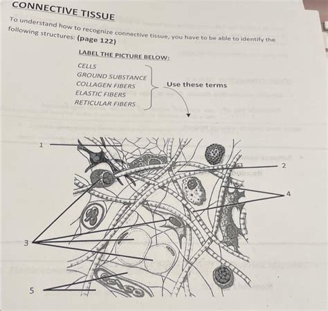 Solved CONNECTIVE TISSUE To Understand How To Recognize Chegg
