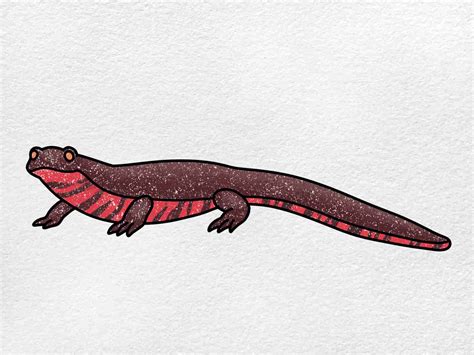 Fire Belly Newt Drawing Helloartsy