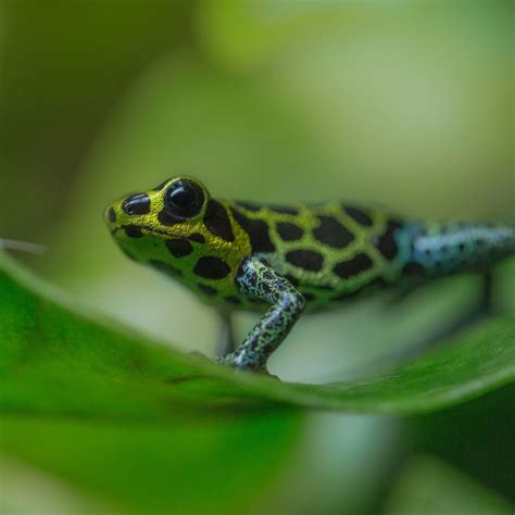 Celebrating Frogs With Ribbiting Photos Zoos Usa Washington Dc
