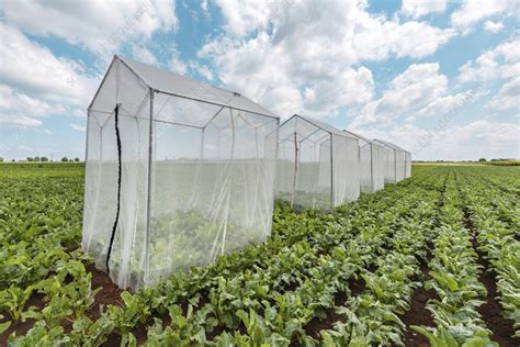 Sugar Beet Pollination Control Tents Stock Image F0415211