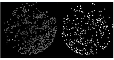 Mapping Chlorophyll A And B Plant Imaging Videometer